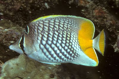 Fish Index: Pearlscale Butterflyfish (Chaetodon xanthurus)