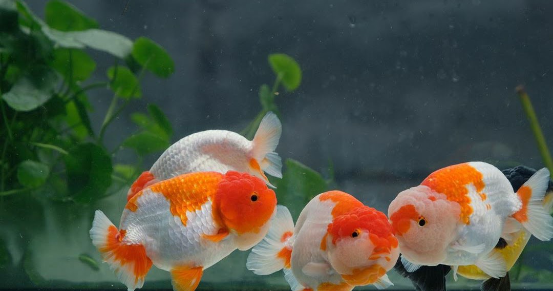 Jenis ikan mas koki paling bagus, langka, tercantik dan termahal di ...