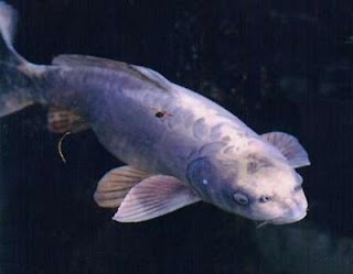 fenomena: Carp fish with a human face