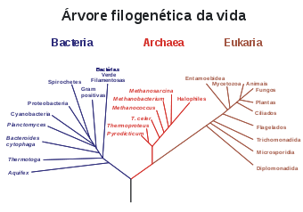 Biologia do 2º Ano: Filogenia