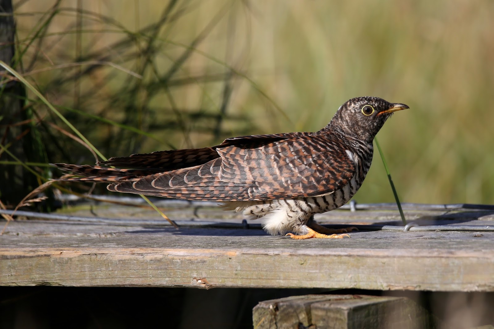 TrogTrogBlog: Bird of the week - Cuckoo