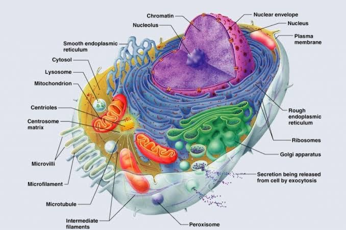Structure of Cell (कोशिका की संरचना)