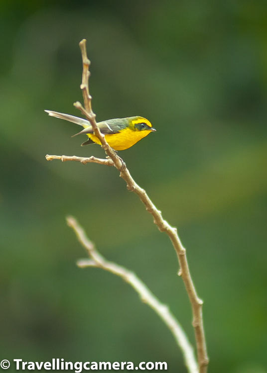 Birds of Mandi, Himachal Pradesh || Creatures that Brighten Our Day