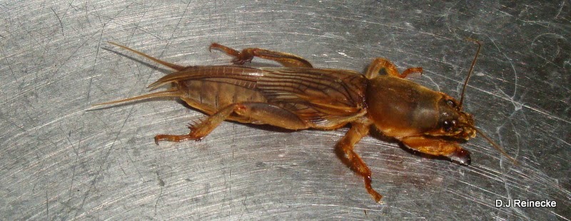 Insects of Southern Africa: Koringkriek