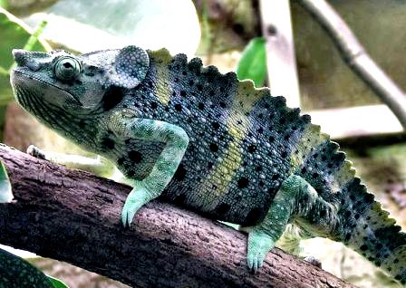 Meller's Chameleon | Few Interesting Facts | The Wildlife