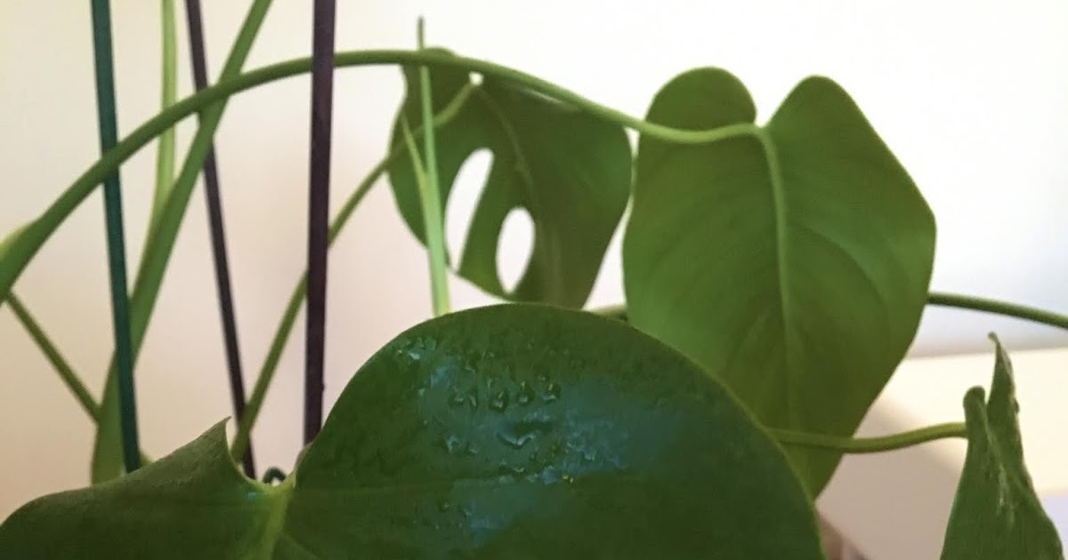 Viherkasvit sisustuksessa