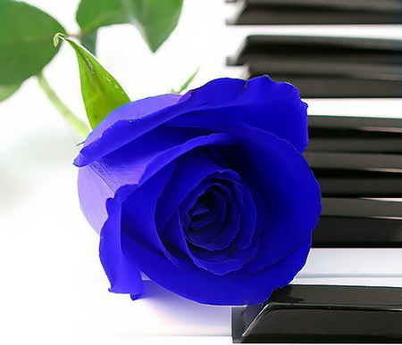 Farhana Zukri: 466#Ai no Kotoba ~ Makna Di Sebalik Warna Bunga Ros