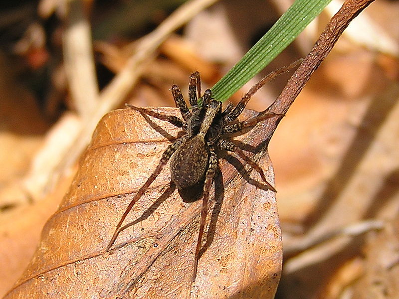 Variety of Life: Pardosa