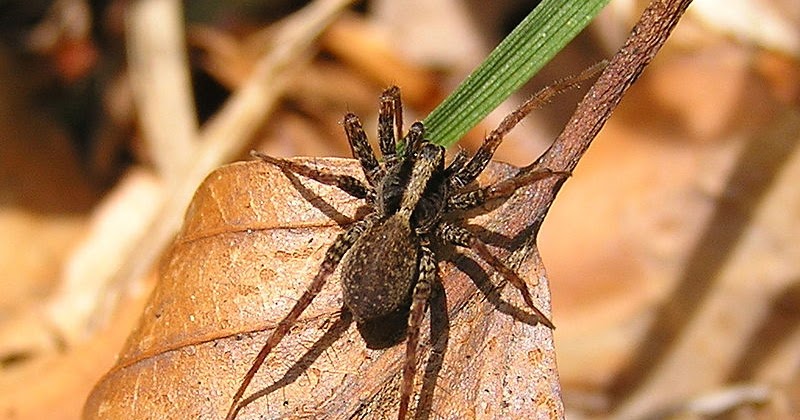 Variety of Life: Pardosa