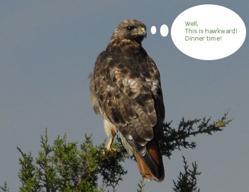 Tuesday Recreational Yogging: Hot + Awkward = Hawkward