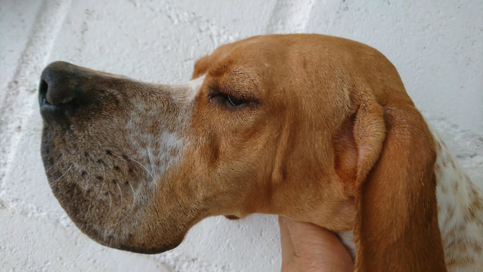 POINTER D'ALBENSE: HEMBRAS