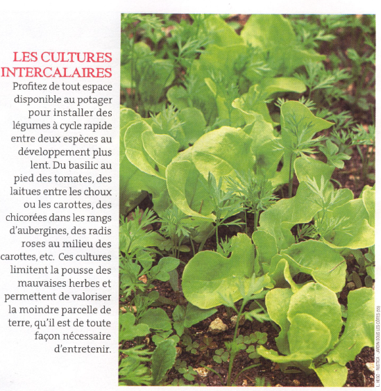 Jardinage: Les cultures intercalaires