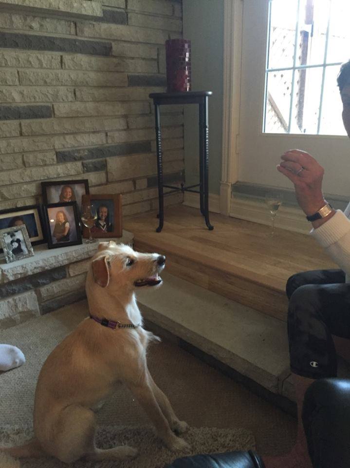 Pound Dogs Toronto Animal Services - dog adoption - animal shelter