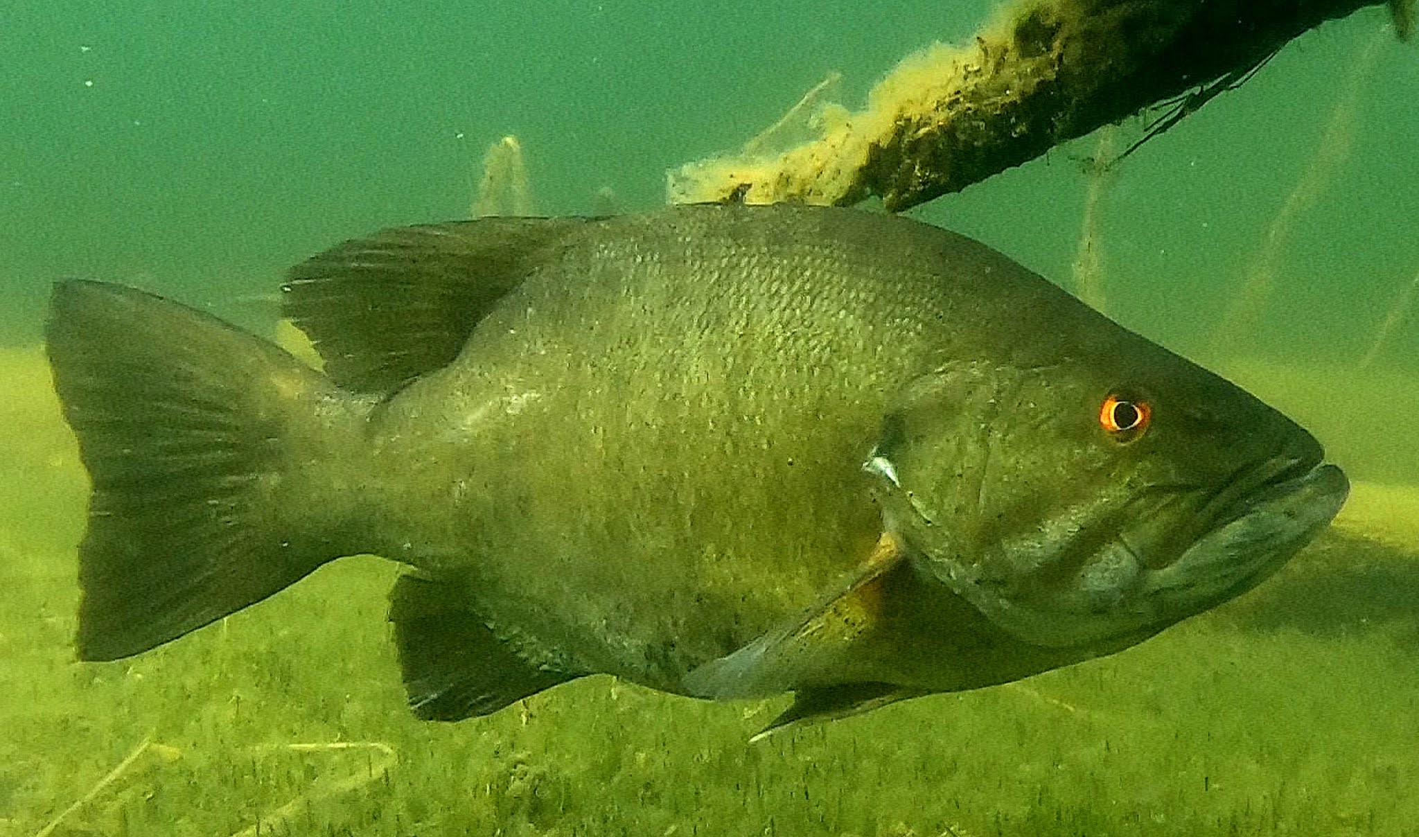 Wisconsin Lakes: 2021