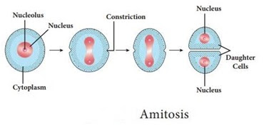 Cellcycle-Mitosis-Meiosis | Notes-by-UK-Sir | Cell-Bio- 16 - Bio Course ...