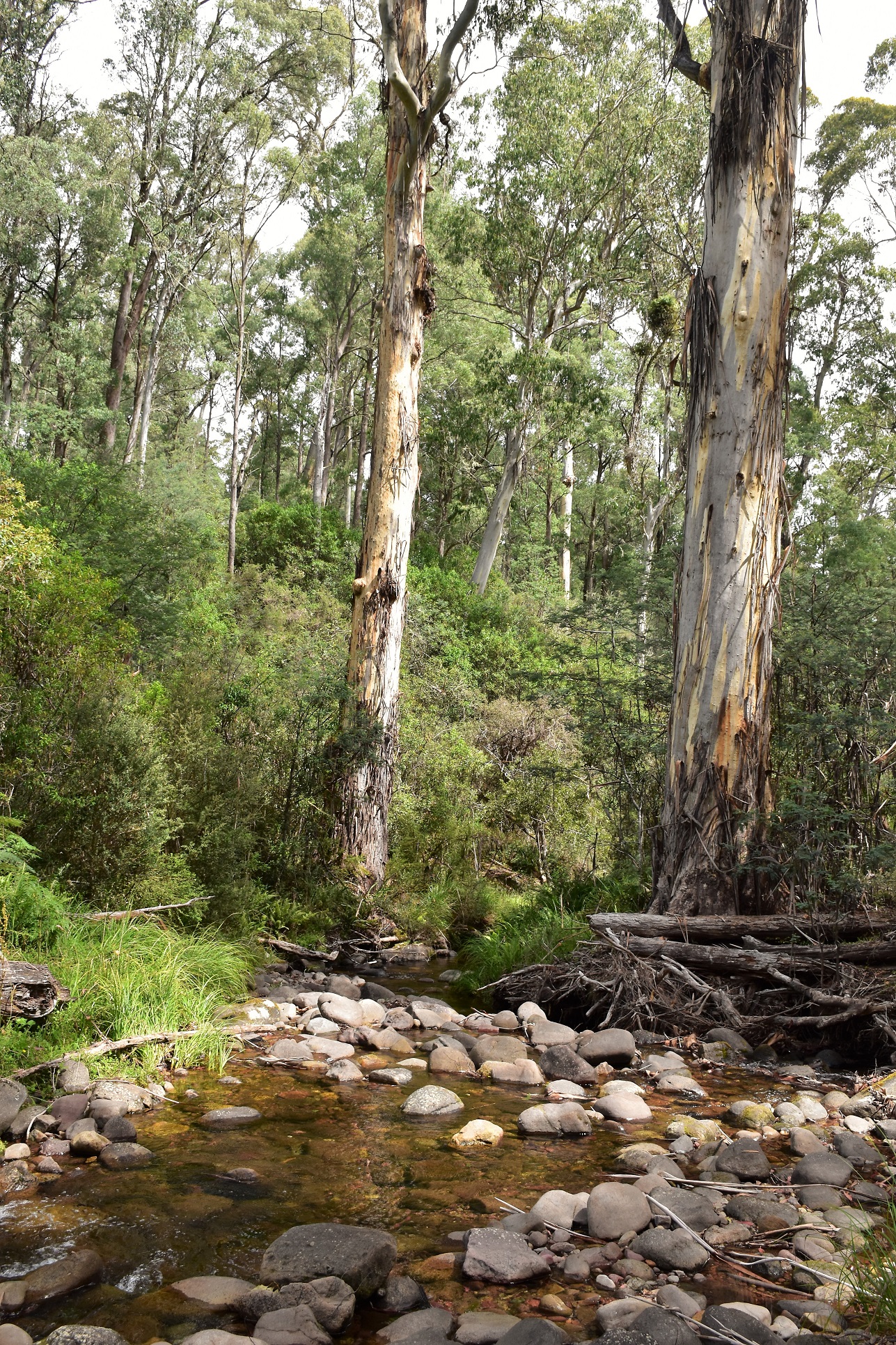 Goin' Feral One Day At A Time: Stanley Name Spur Camp to Upper Howqua ...