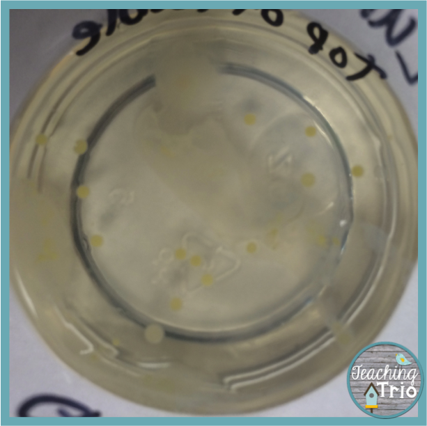 Teaching Trio: Culturing Bacteria in your Classroom