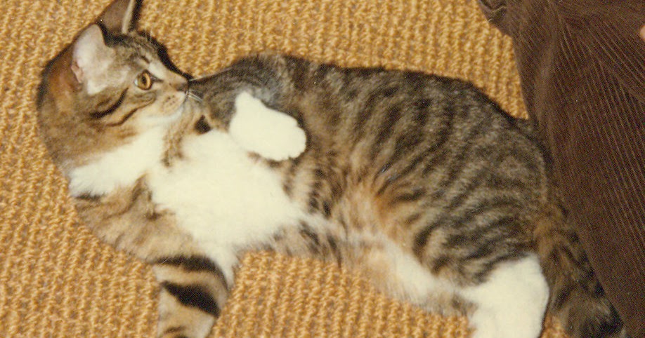 Se den lille kattekilling