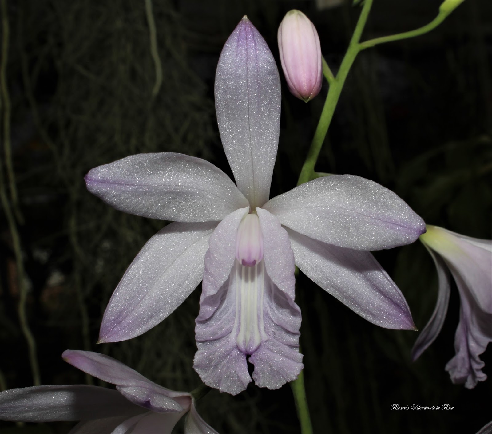 Ricardo's Blog, : Bletia patula Graham 1836, a vigorous plant with ...