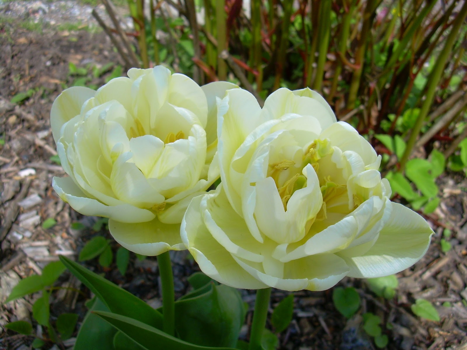 Päikesepõimik: Kevad lasteaias