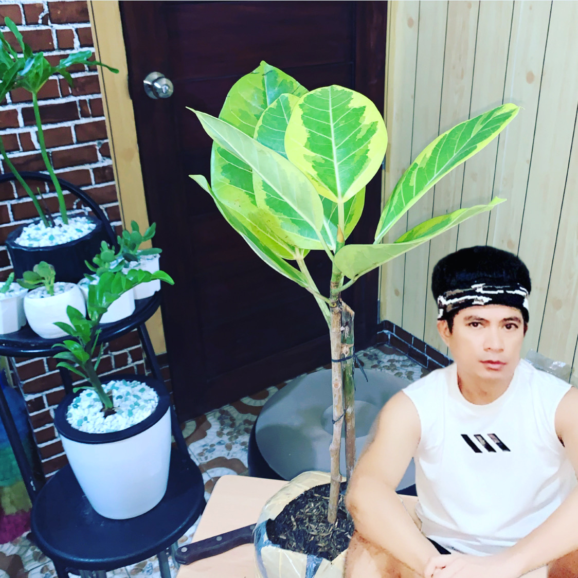 Mga Kwentong Ma Alamat: My First Shopee Purchase | Unboxing Rubber Tree ...