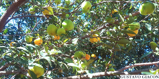 Viveiro Ciprest - Plantas Nativas e Exóticas: Uvaia ou Orvalha ...