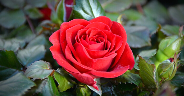 Cara Merawat Tanaman Bunga Mawar Agar Subur dan Cepat Berbunga ...