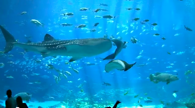 Awesome Stuff: WOW! Largest Aquarium Tank In The World!