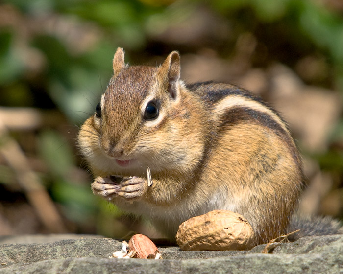 Jon's Journeys: Heading for Canada