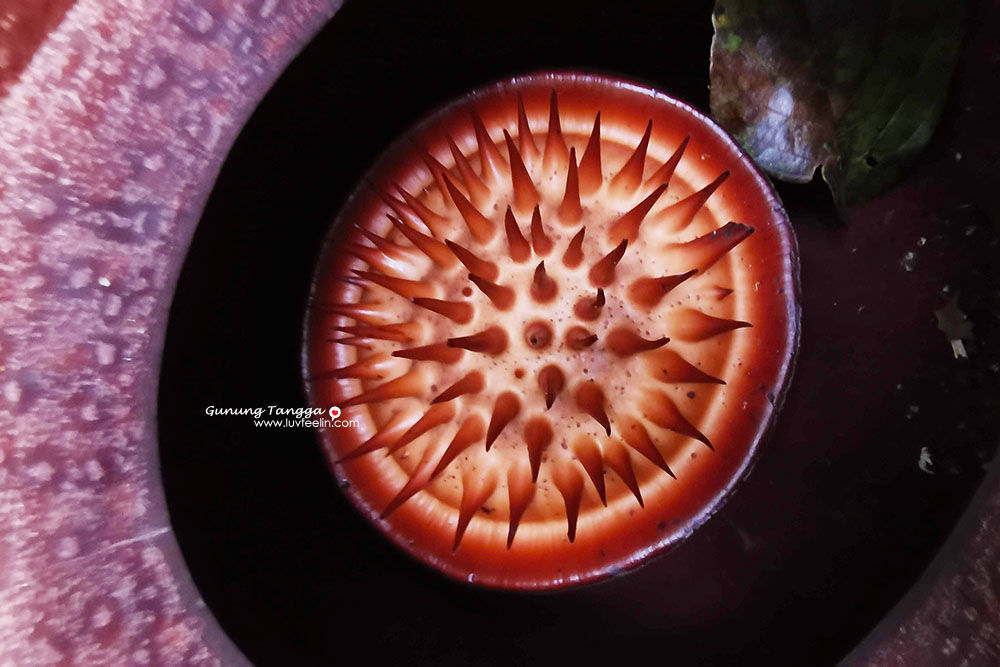 Forest Gan // Rafflesia Kelantanensis 甘苍林与【莱佛士花】亲睹世界记录【吉兰丹大王花】 - 乐飞翎 ♥ ...