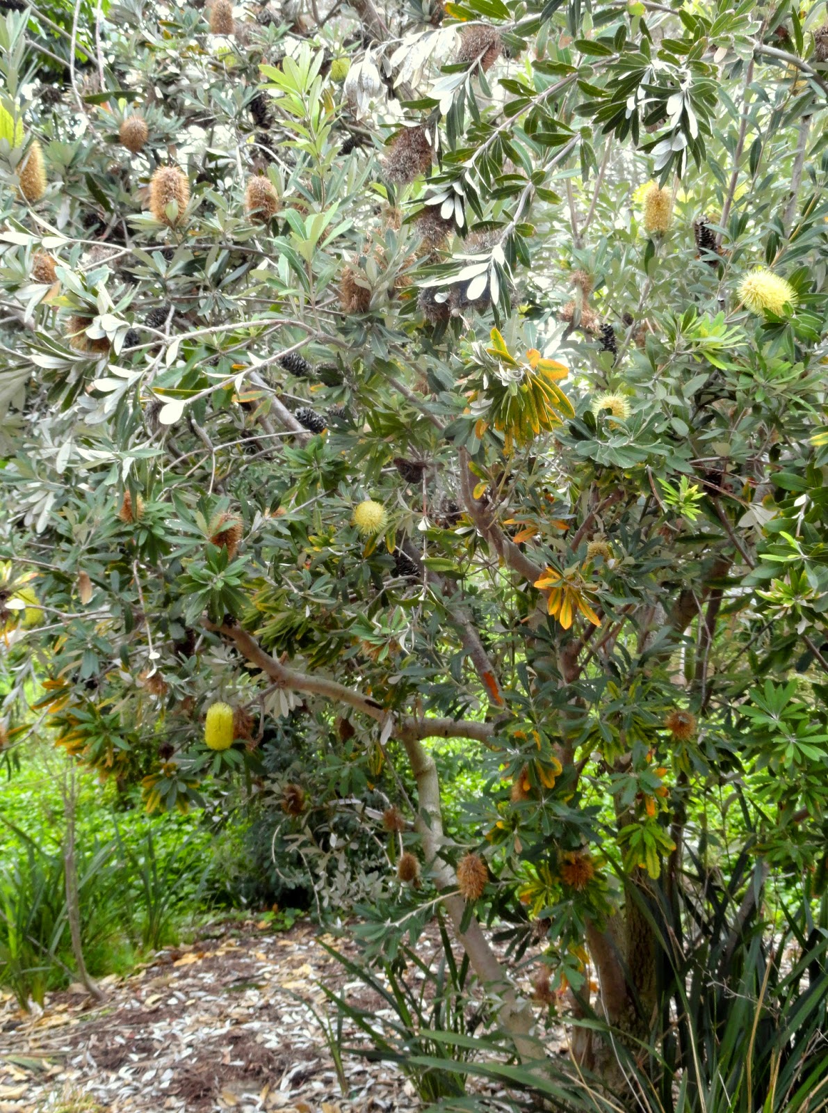danger garden: San Diego Botanic Garden, Part 1
