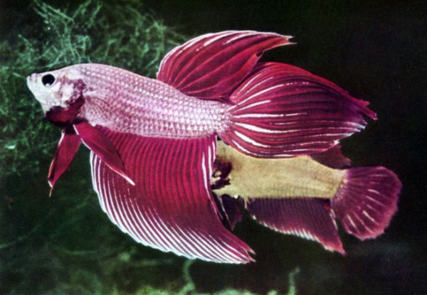 Funterest is the world of funny, interesting, amazing images and clips ...