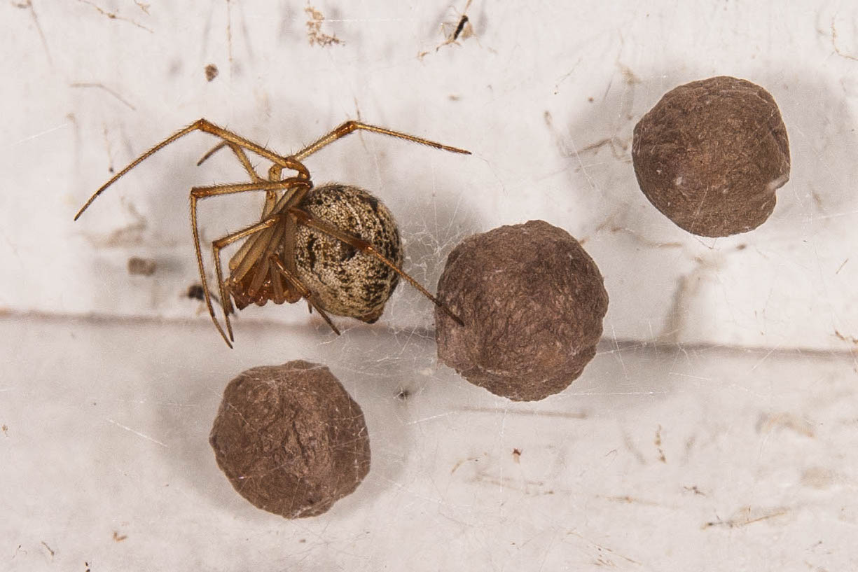 Champlain Islands' Nature: American House Spider