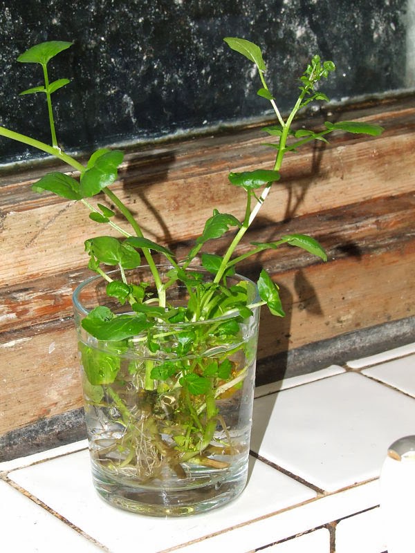 The Simplicity of Watercress - The Backyard Larder