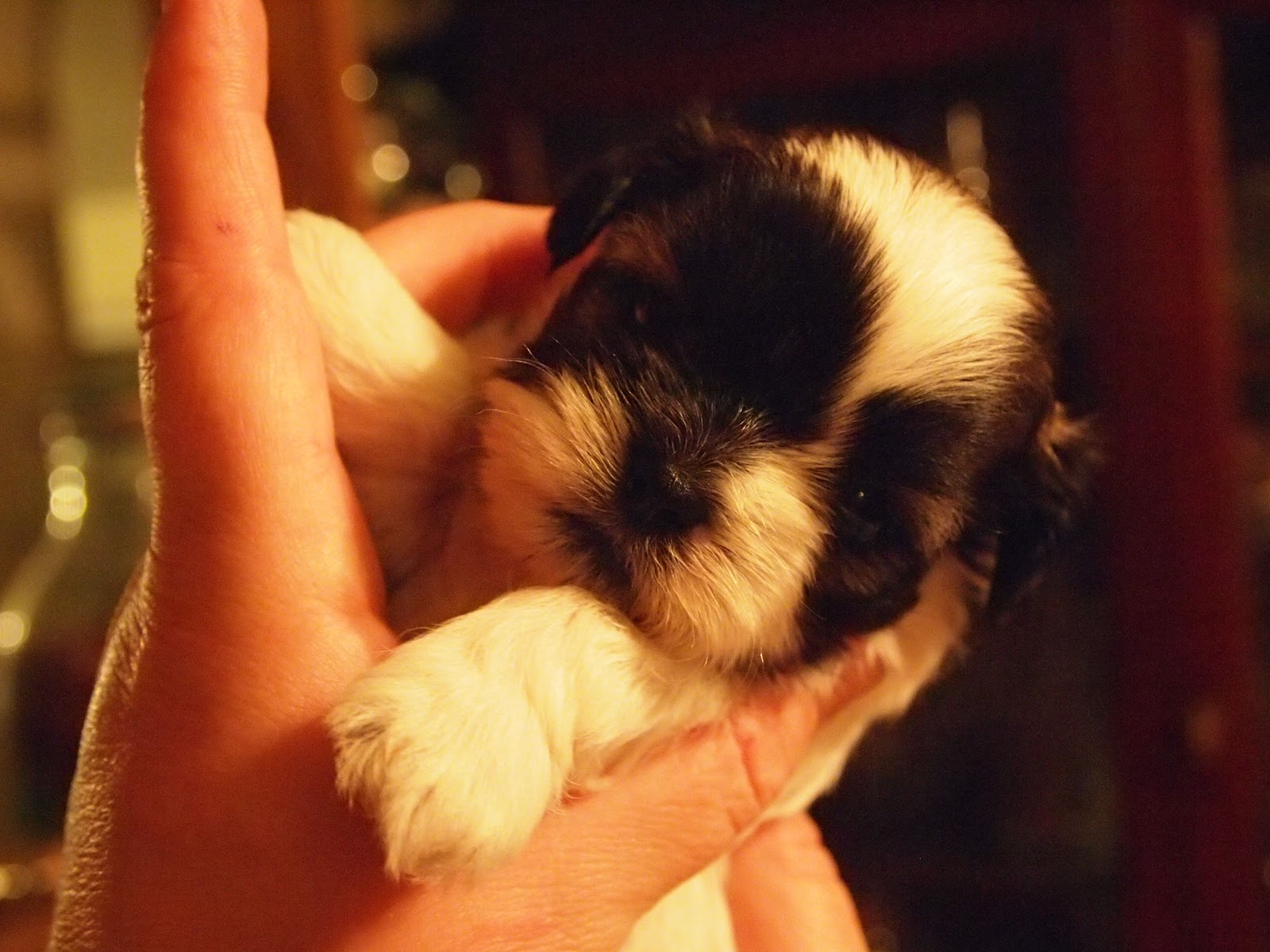 Purebred Shihtzu Puppies For Sale!!!