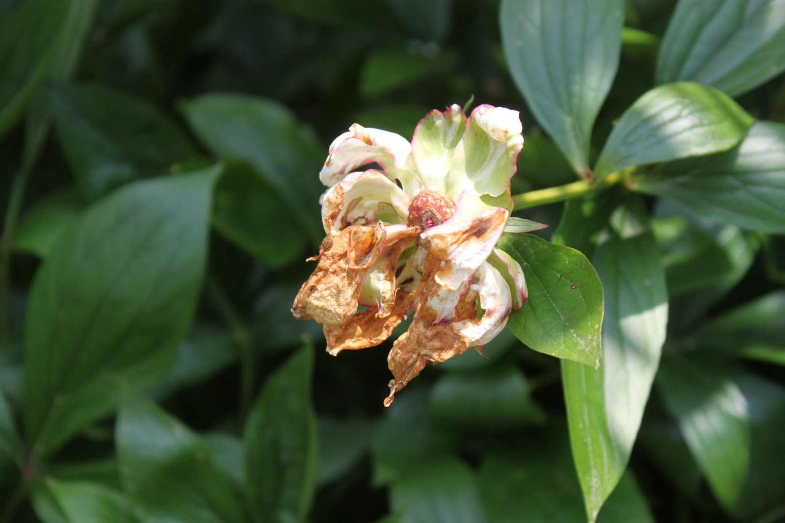 Pat's Addition: Peony Patch Glory