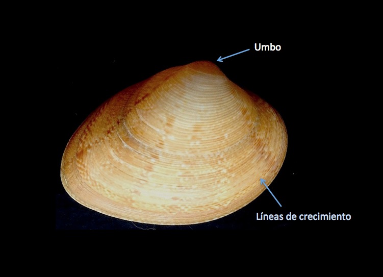 Acta Naturalis Scientia: Bivalvos