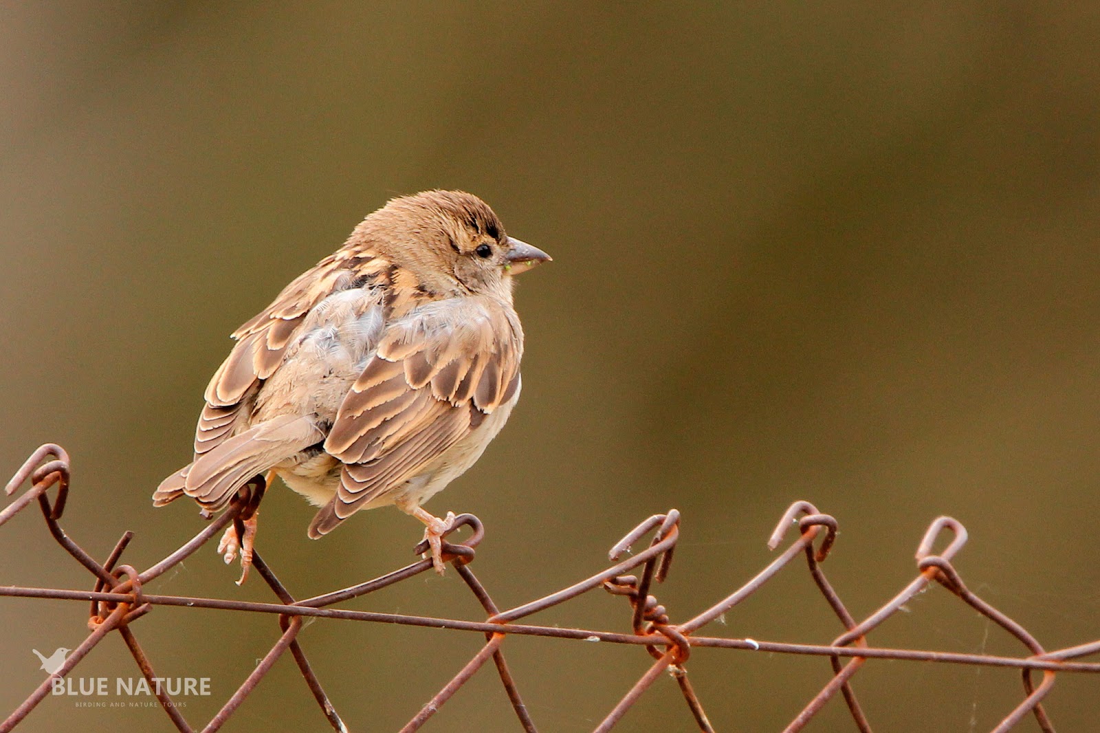 Blue Nature, el blog: Los 5 gorriones