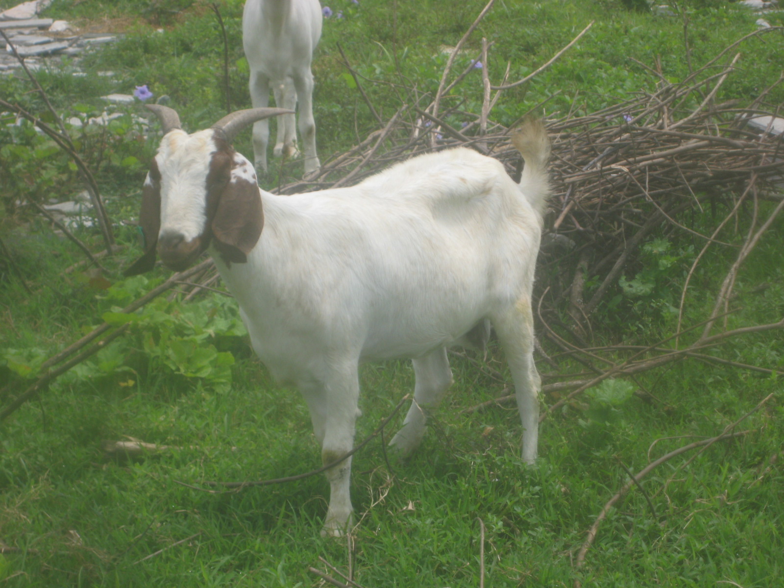 Goodie and Cheapie: Kambing / Goat For Sale Native, Boer and Anglo ...
