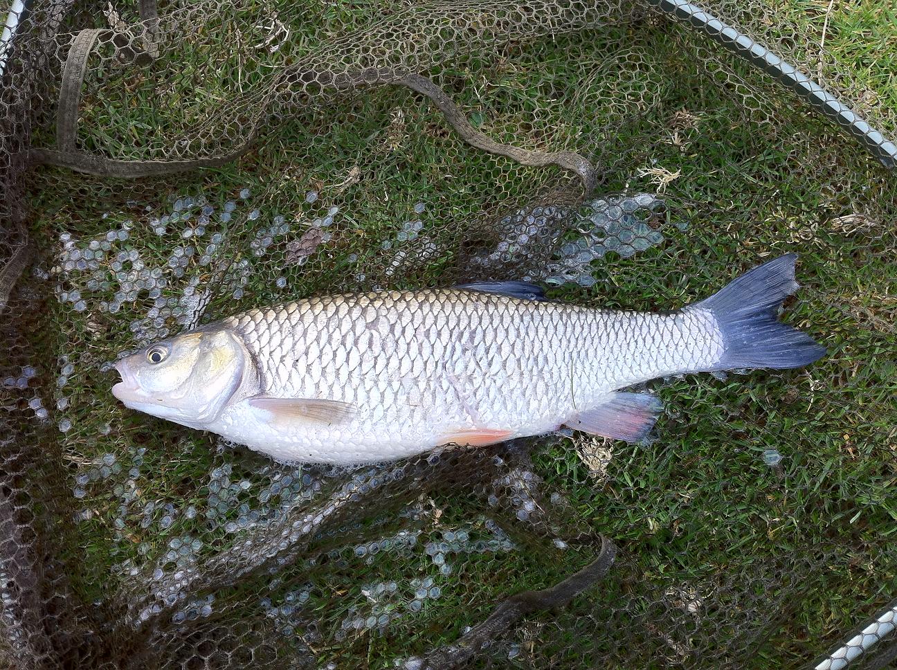 Piscatorial Quagswagging: River Stour - 11.03.12