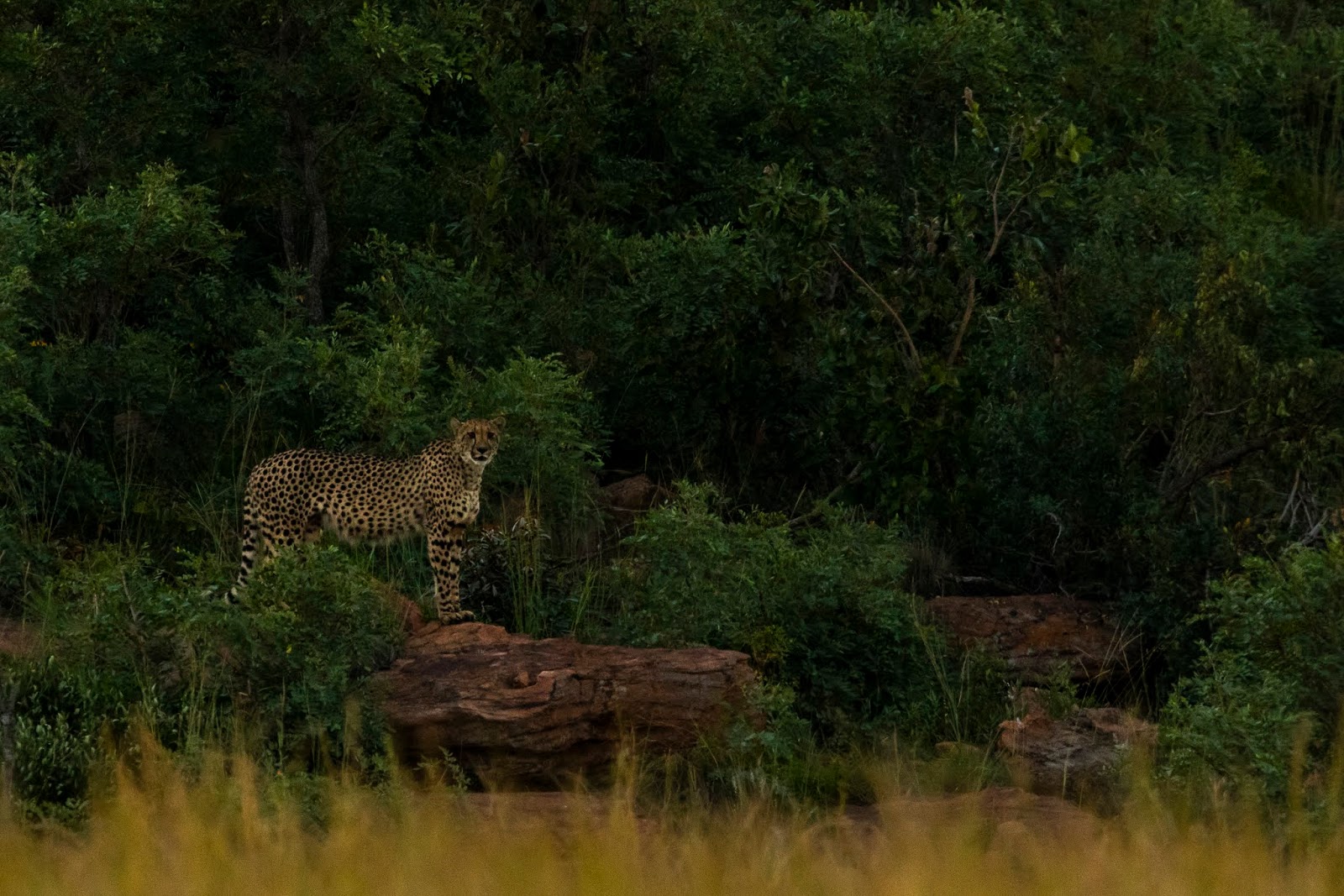 Rubén Cebrián - Fotografía de naturaleza