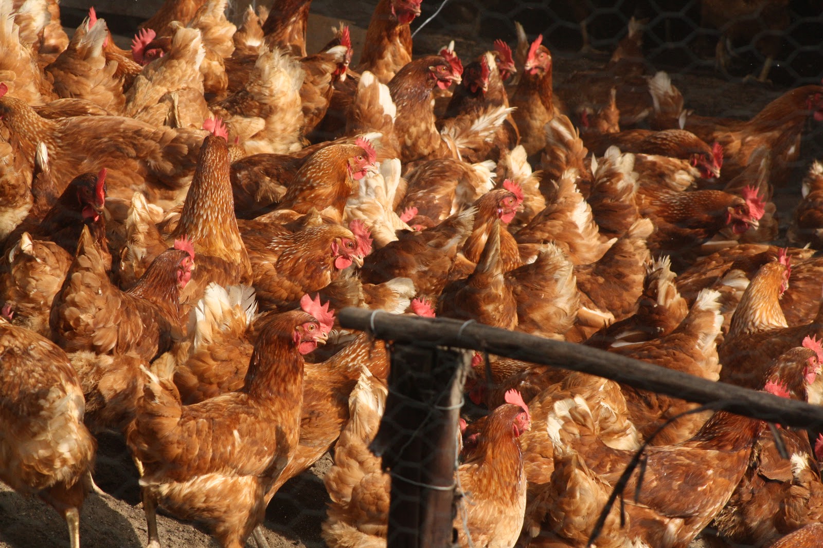 Finca Agroturística "La Helenita": Granja Integral