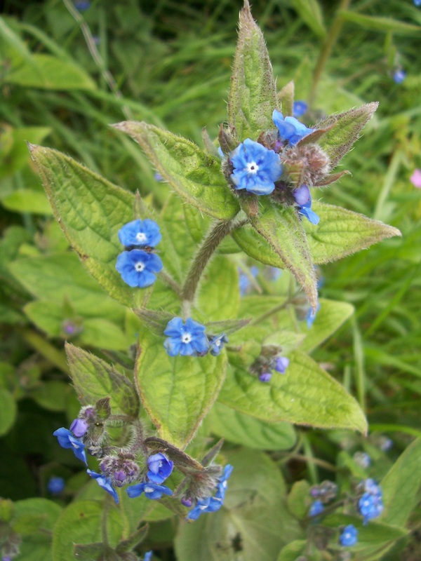 BUZZARD BUSHCRAFT: Green Alkanet