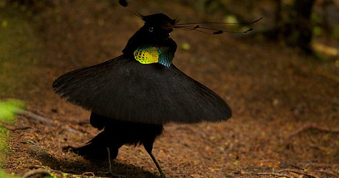 WESTERN PAROTIA - BIRD OF PARADISE