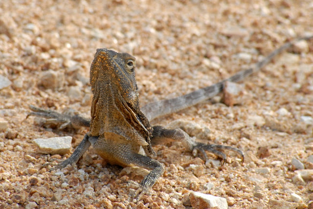 Kay Parkin Birding: Cairns to Iron Range Roadtrip Cape York Qld