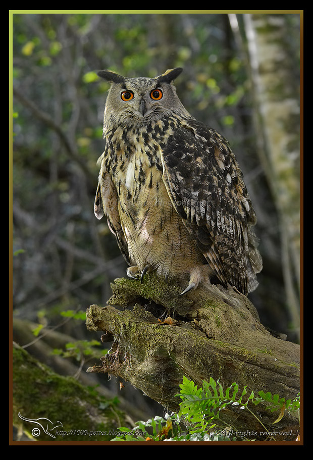 WILDLIFE GATEWAY: Grand-duc d'Europe ou Hibou grand duc