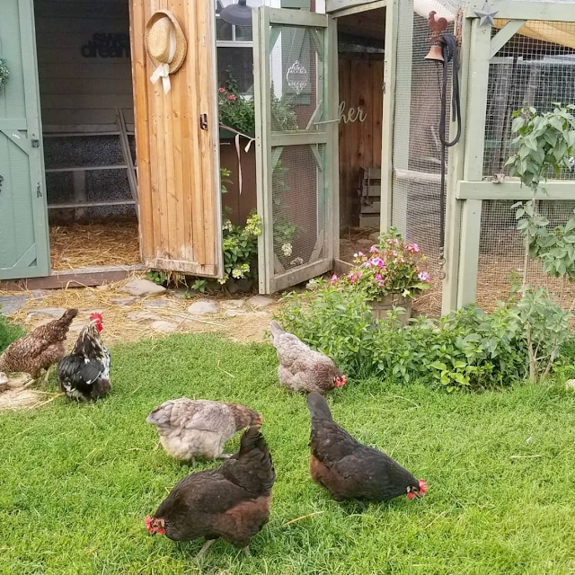 Choosing Chicken Breeds for your Backyard - Fresh Eggs Daily® with Lisa ...