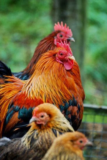 My Shabby Vintage Farm Life: Roosters Do Rule The Farm....And They Wake ...