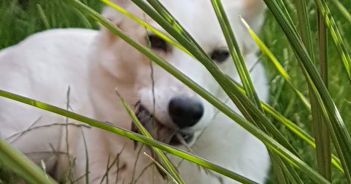 KLUIFJES: BLIJ MET EEN DOOIE MUS