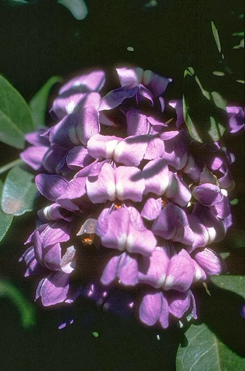 Future Plants by Randy Stewart: Sophora, Kowhai & Pagoda Tree